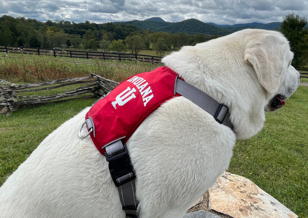 Indiana Hoosiers Dog Harness – Gameday Spirit Fanstore